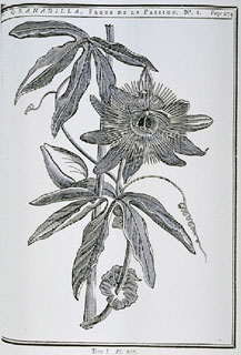 Exemple 1. - Histoire de l'iconographie botanique en Amérique française ...