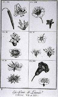 Classification de Tournefort - CHARLEVOIX - UQTR